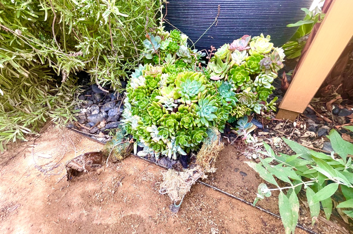 Fredo the Frog Topiary | Flamboyance: A Topiary Menagerie | South Coast ...