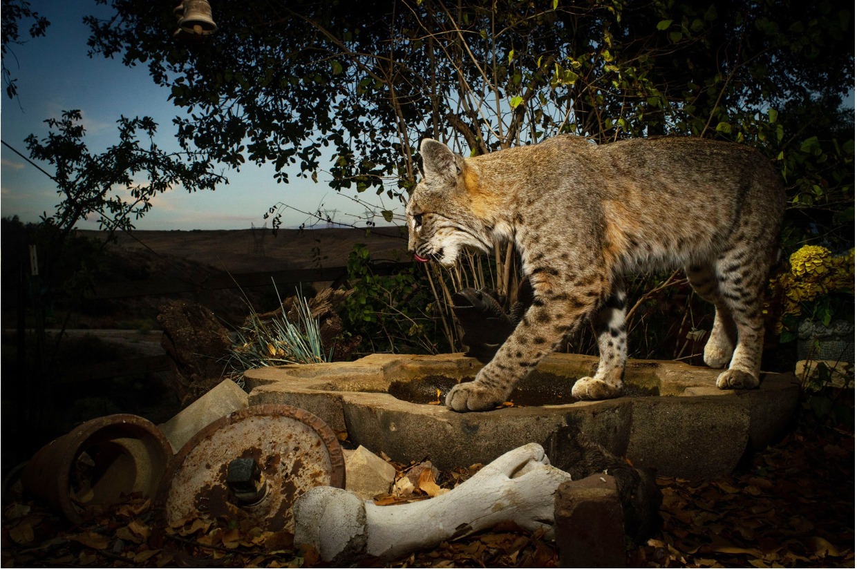 Bobcat Photo on Metal Dan Potter | Little Angels Project Fundraiser ...